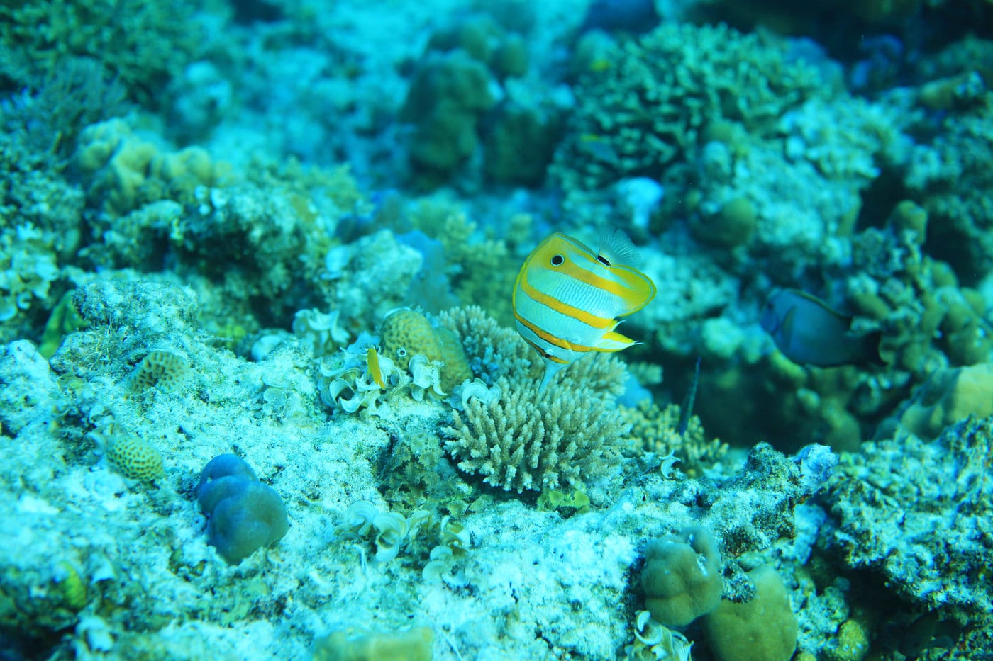 Balinsasayaw Reef in Coron - Tips, Tours & Activities - Explore with Tikigo