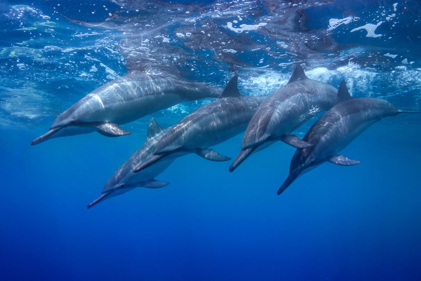 Dolphin Watching in Puerto Princesa, Palawan - Book Online with Tikigo