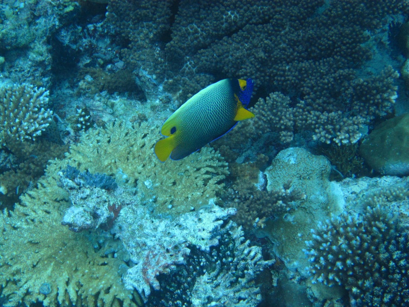 Pambato Reef in Puerto Princesa - Tips, Tours & Activities - Tikigo